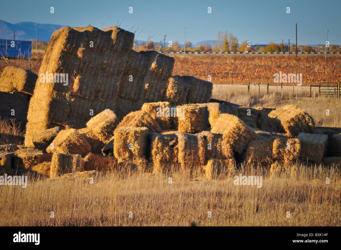 pile of hay Stock Photo - Alamy