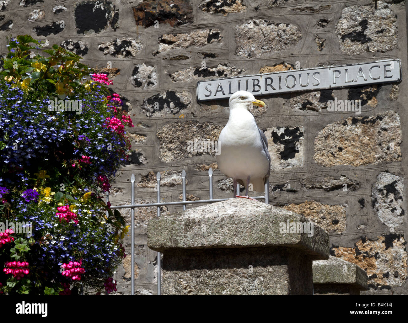 St ives sea birds hi-res stock photography and images - Alamy
