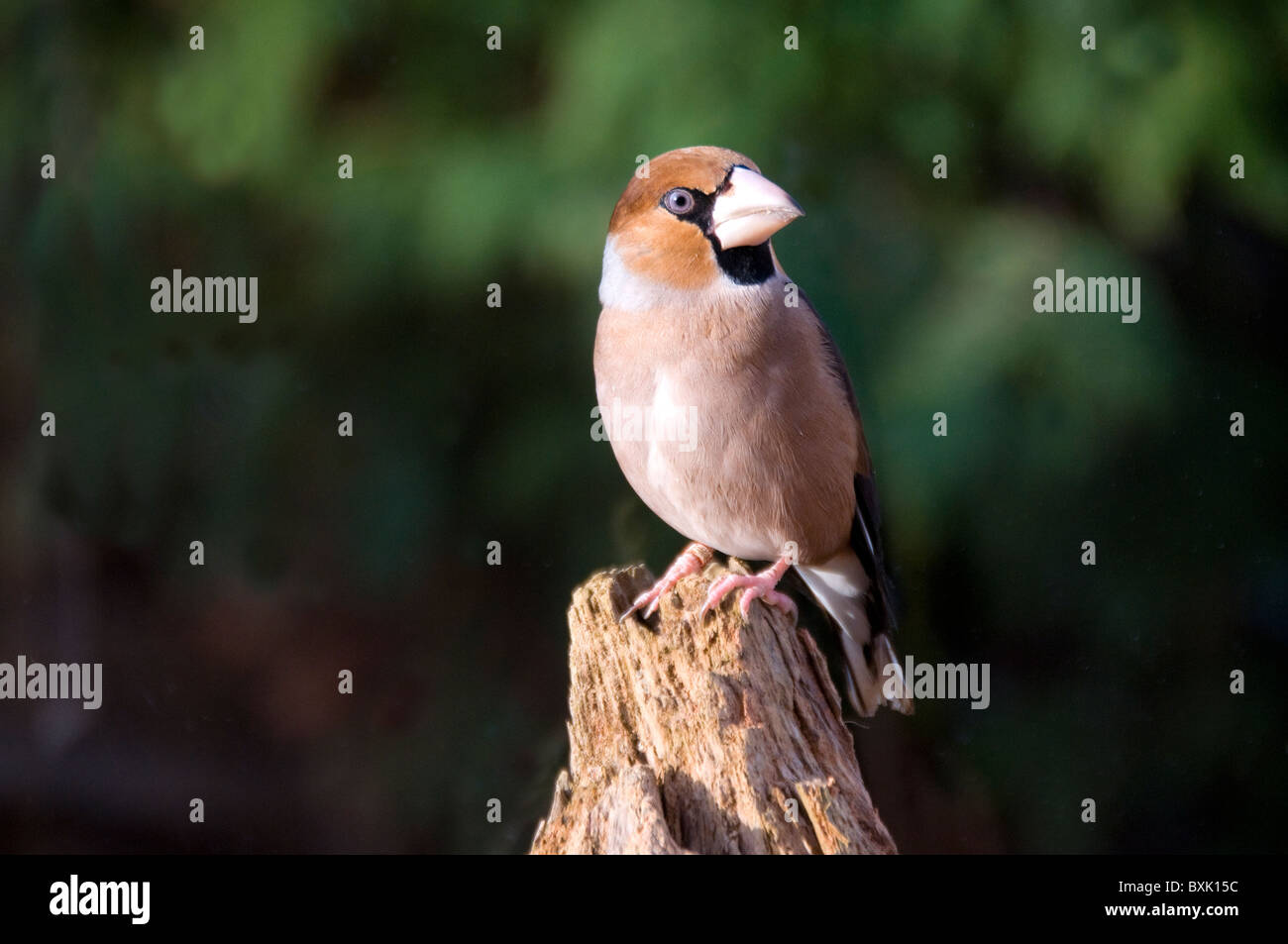 Hawfinch ( Coccothraustes coccothraustes Stock Photo - Alamy
