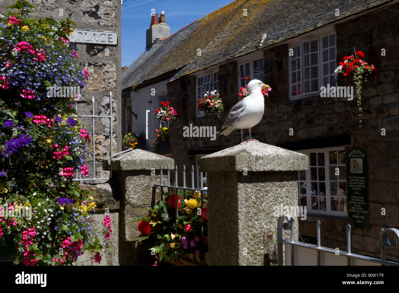Sea gull on pole at Salubrious Place in St Ives, Cornwall, UK Stock ...