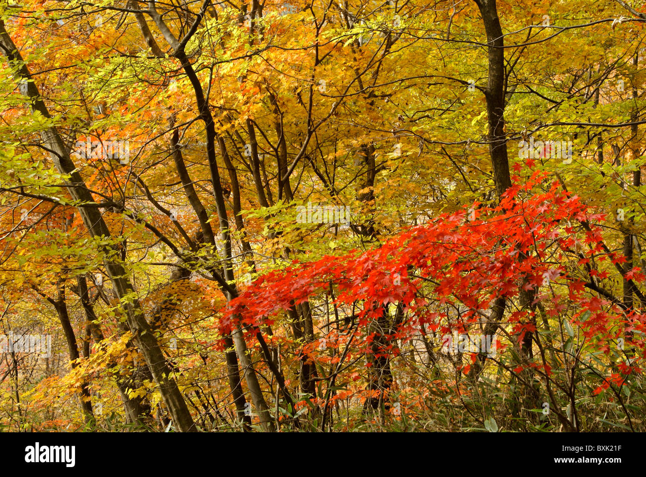 South korea maple tree hi-res stock photography and images - Alamy