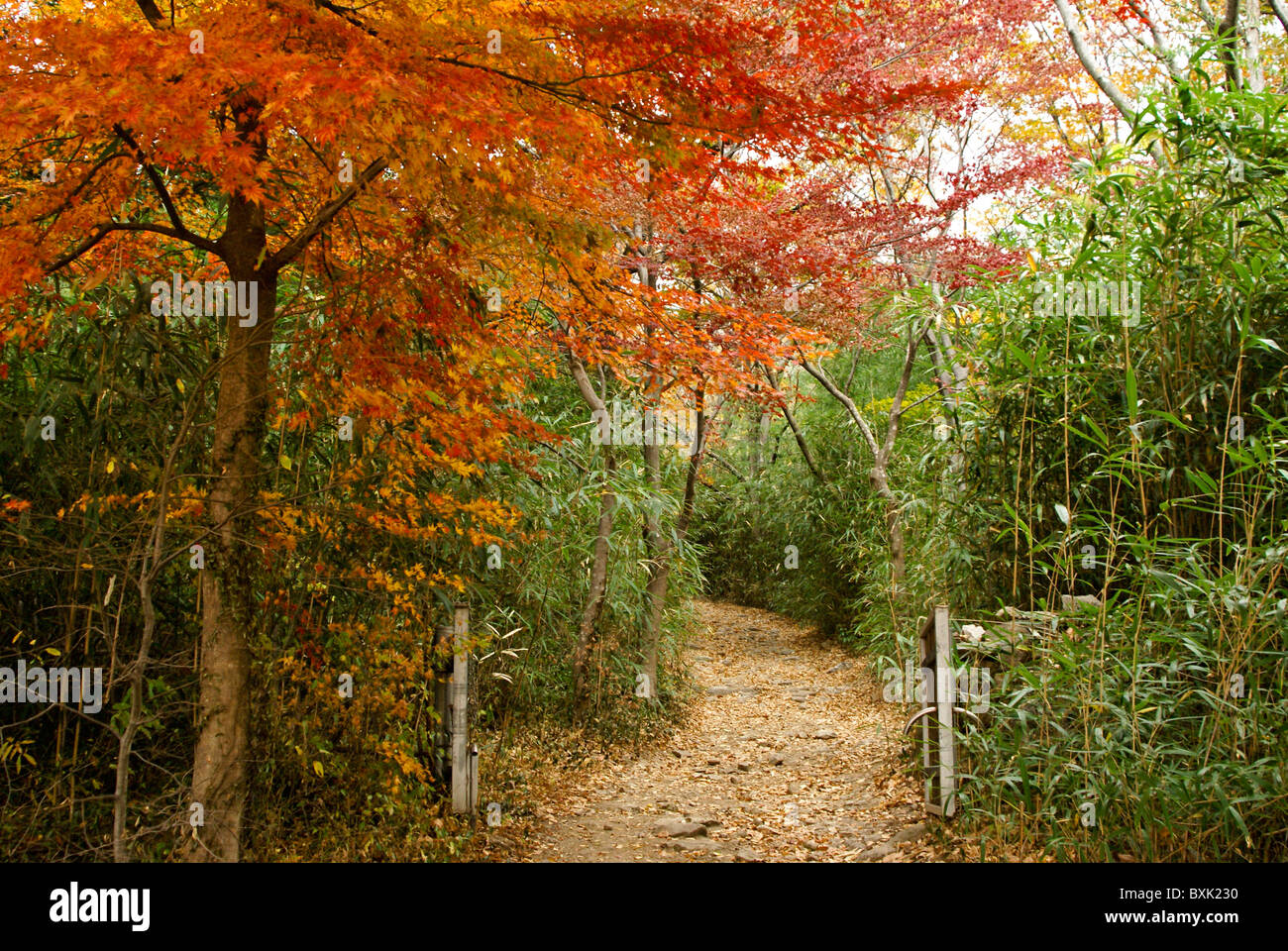 South korea maple tree hi-res stock photography and images - Alamy