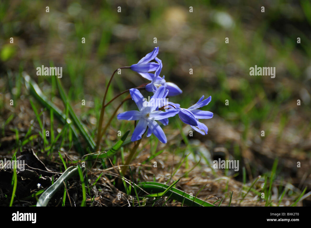 Blue spring garden flowers Stock Photo - Alamy