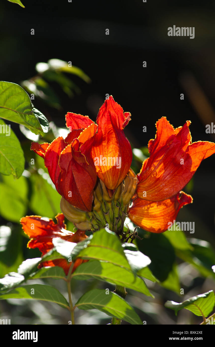 Spathodea hi-res stock photography and images - Alamy