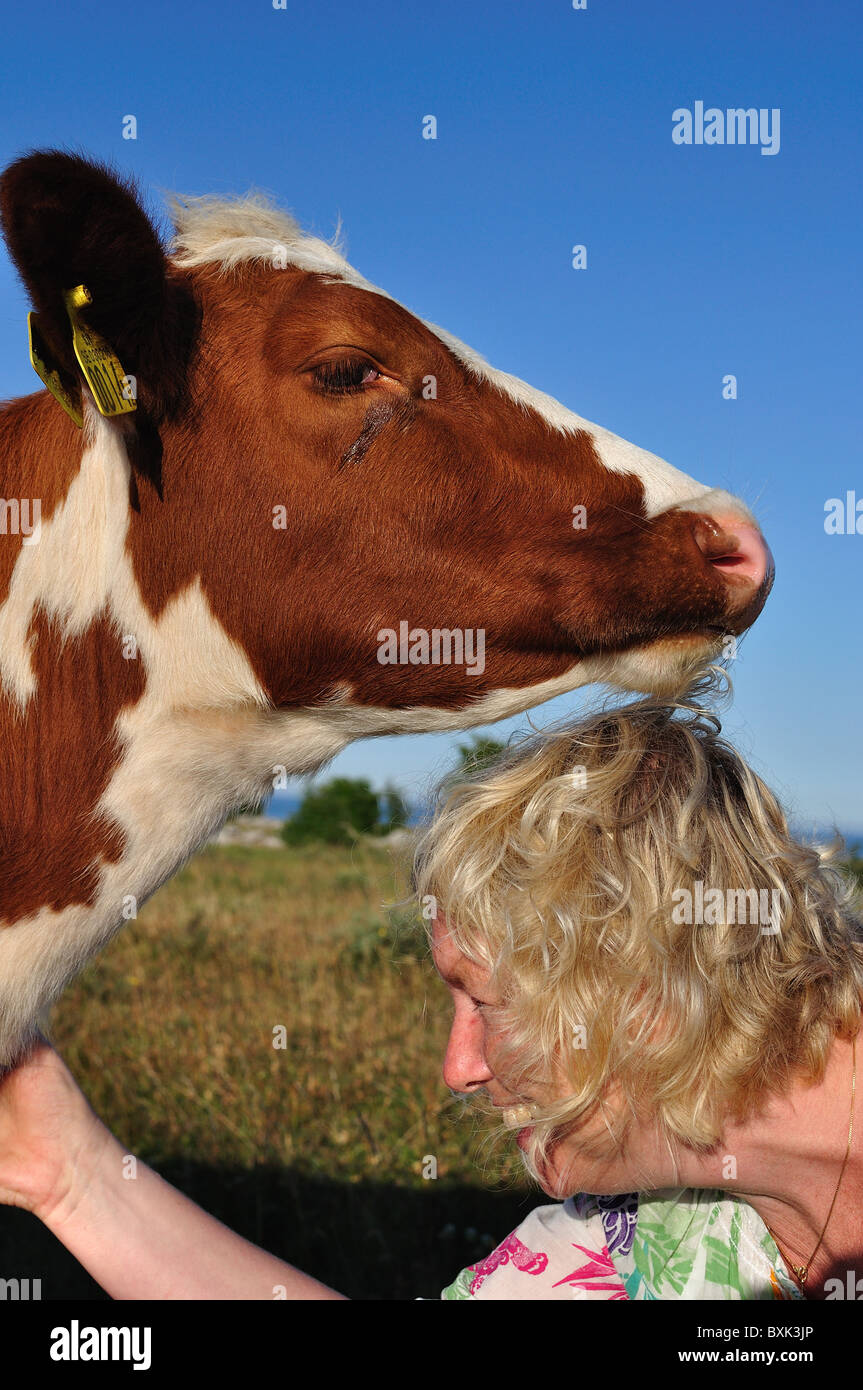 Woman playing with a cow Stock Photo - Alamy