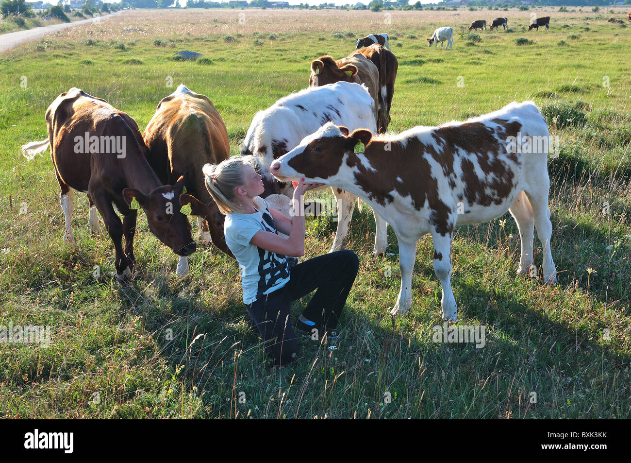 A young girl kissing a young heifer on her mule Stock Photo - Alamy