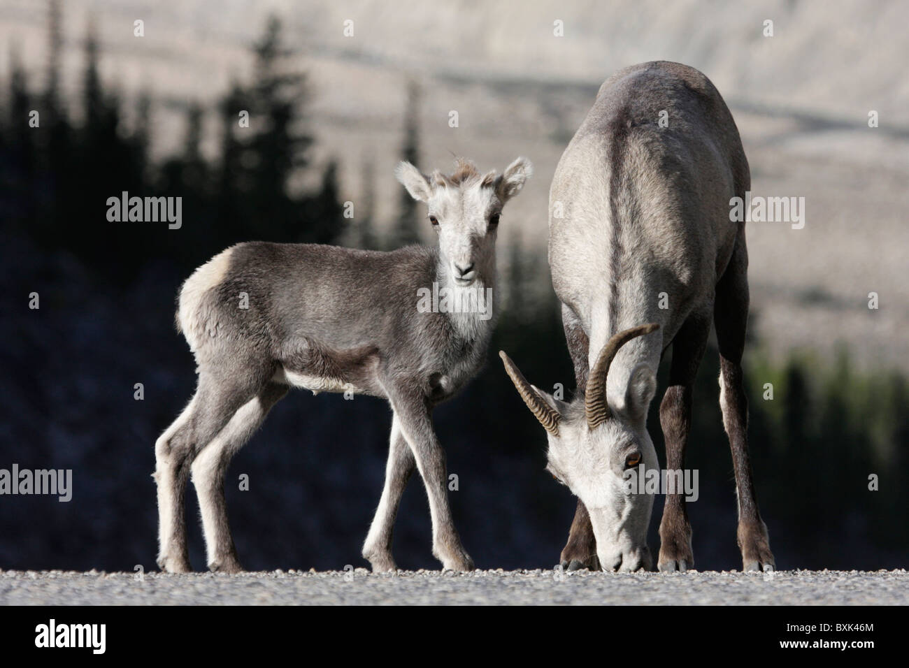 Stone sheep hi-res stock photography and images - Alamy