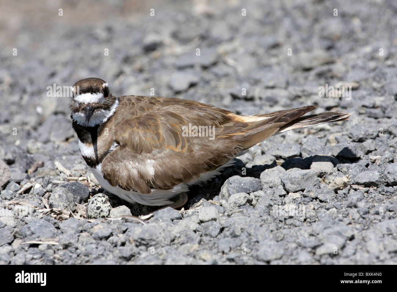 Killdeer bird hi-res stock photography and images - Alamy