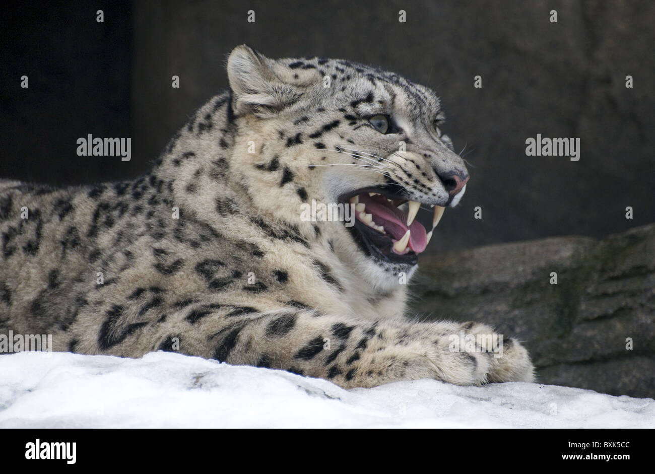 Leopard snarling hi-res stock photography and images - Alamy