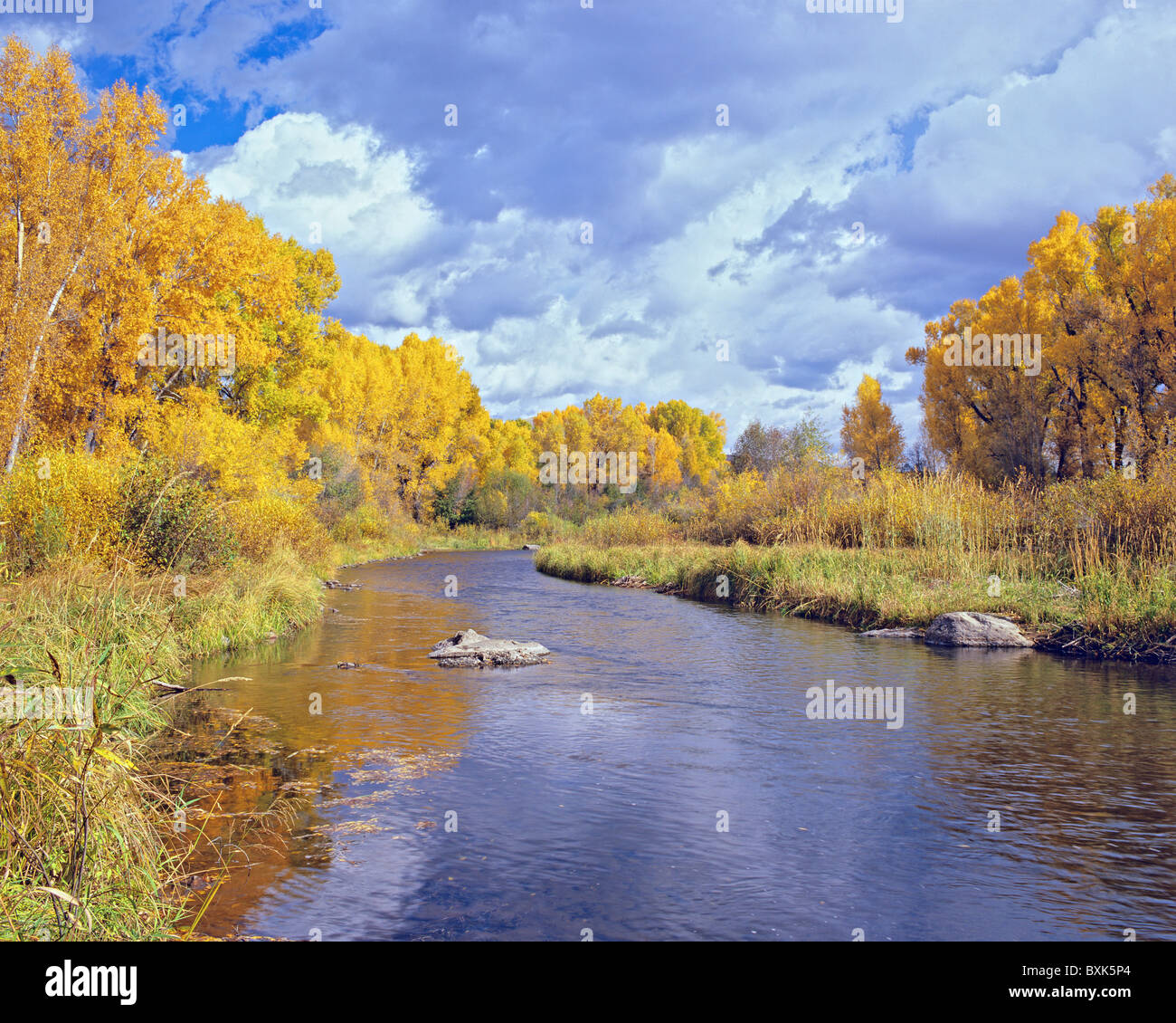 Gunnison River in autumn flowing through the Curecanti National ...