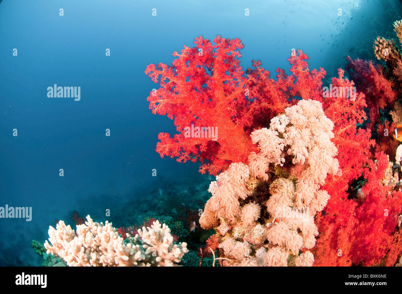 Alcyonacea hi-res stock photography and images - Alamy