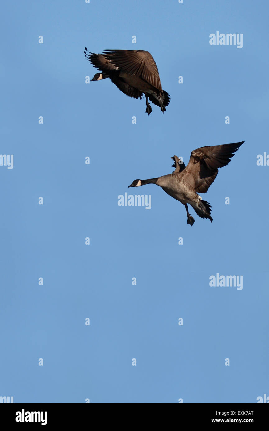 Canadian goose landing hi-res stock photography and images - Alamy