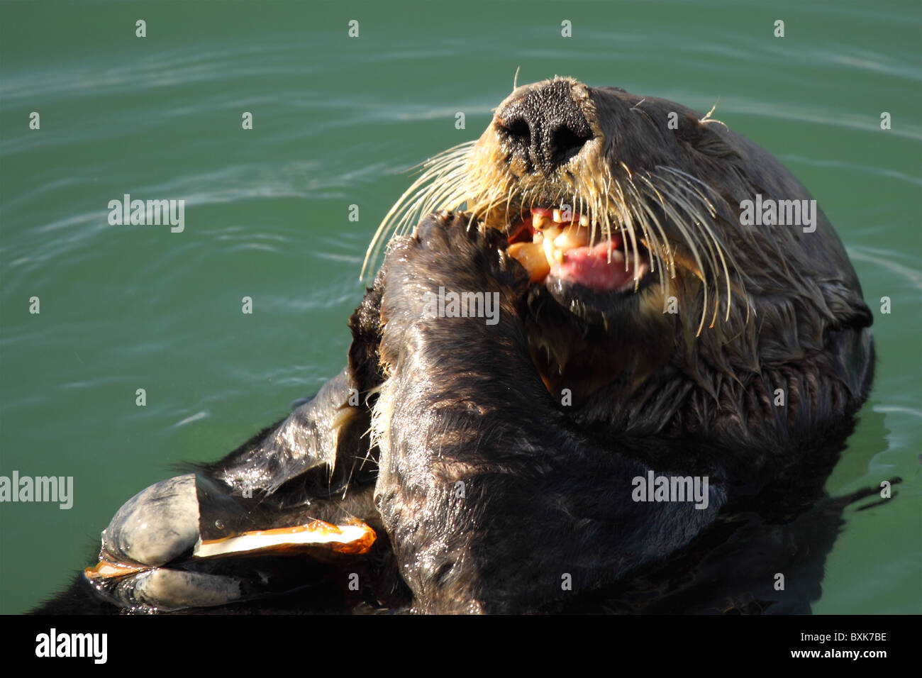 Sea otter clam hi-res stock photography and images - Alamy