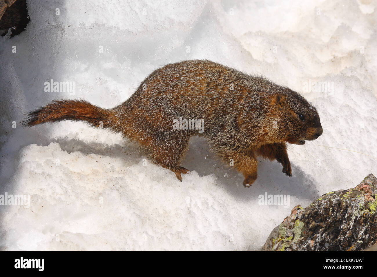A Marmot jumping to a rock Stock Photo - Alamy
