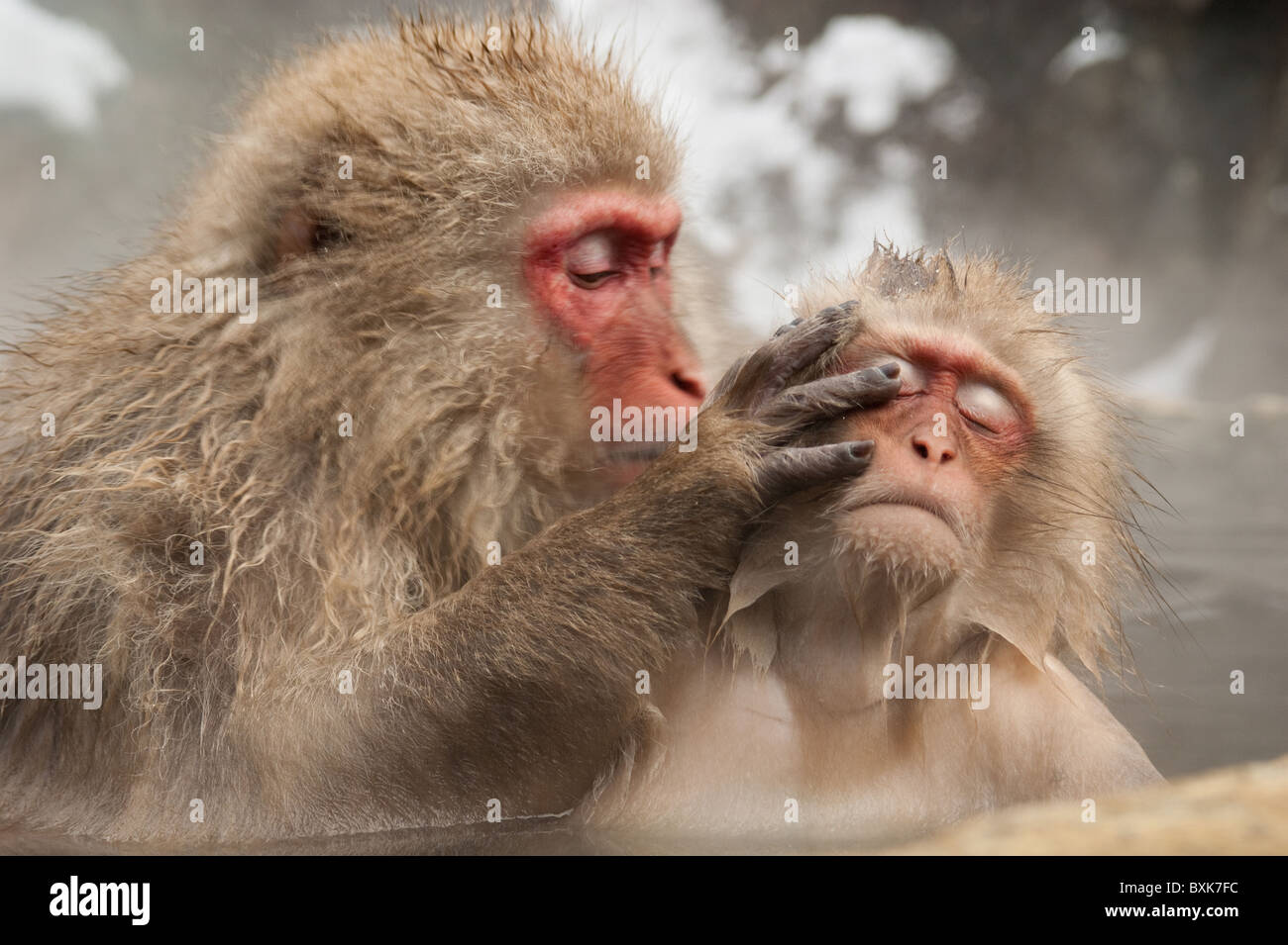 Snow monkey, Jigokudani park, Japan Stock Photo - Alamy
