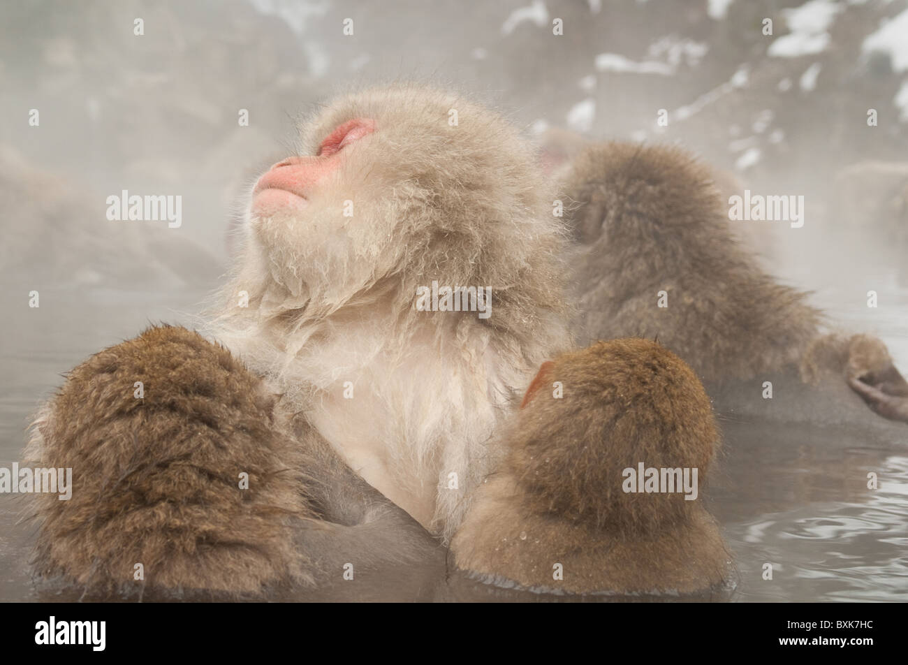 Snow monkey, Jigokudani park, Japan Stock Photo - Alamy