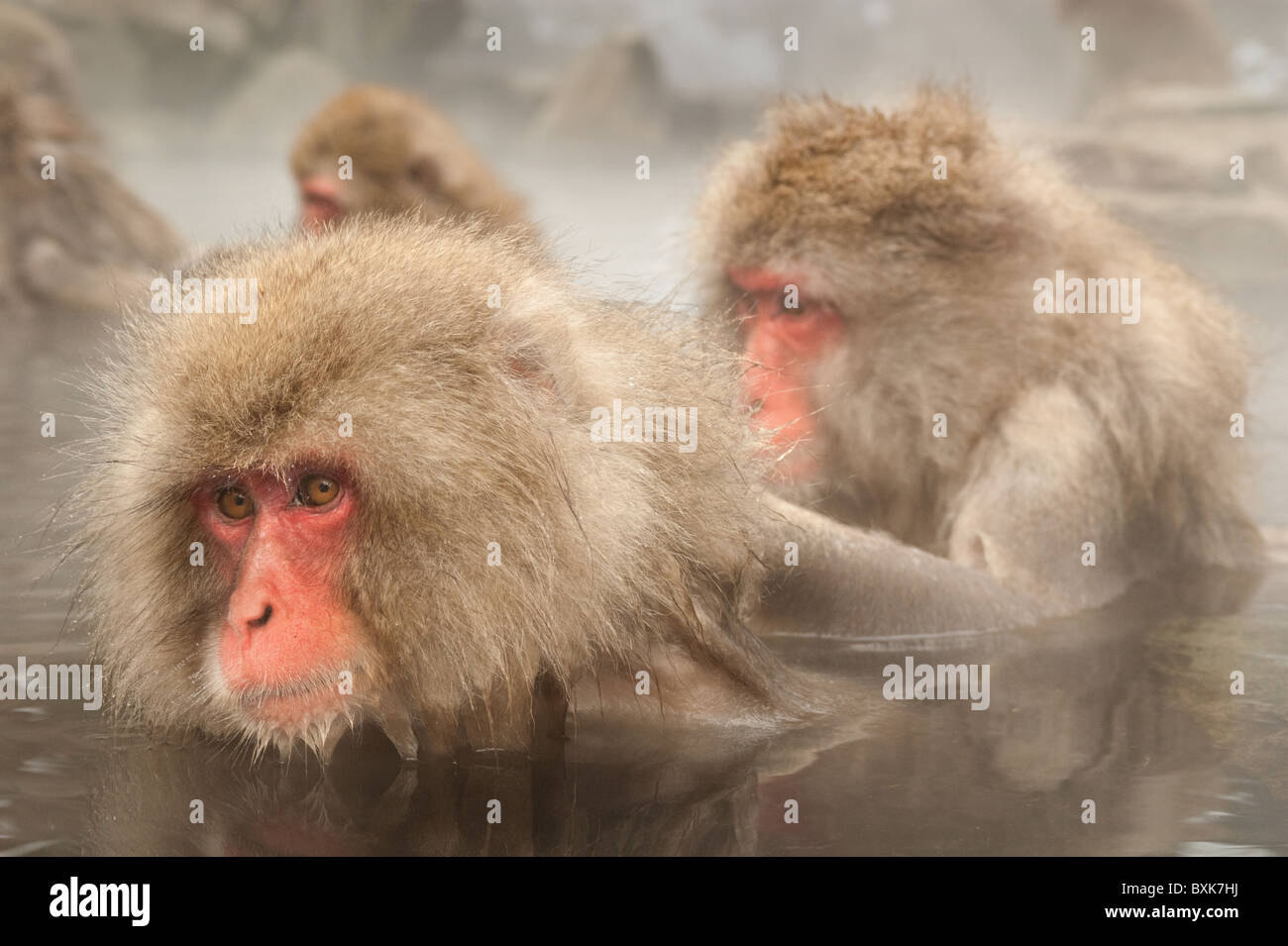 Snow monkey, Jigokudani park, Japan Stock Photo - Alamy
