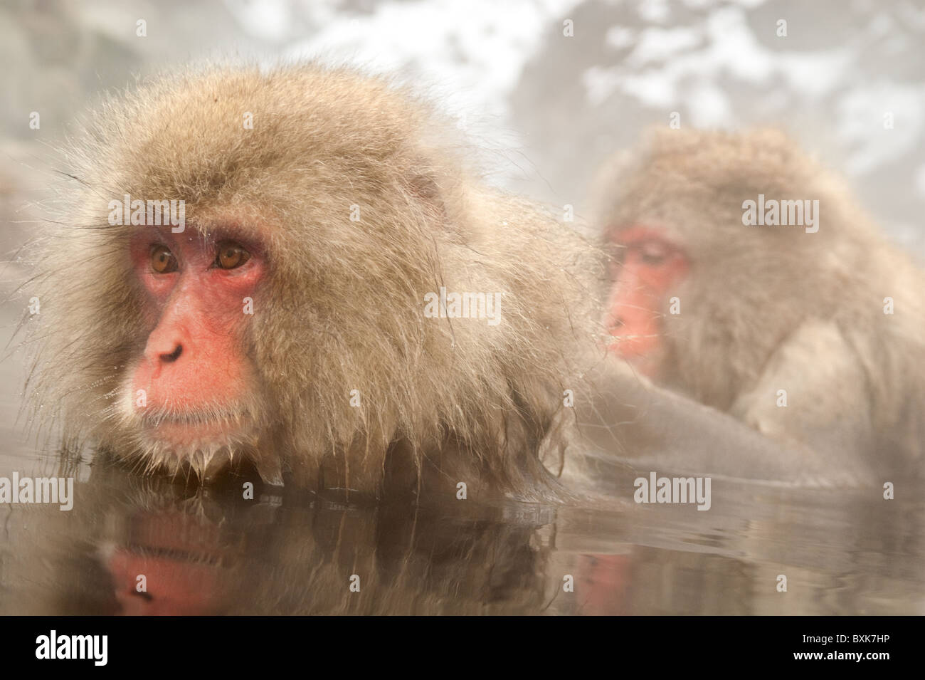 Snow monkey, Jigokudani park, Japan Stock Photo - Alamy
