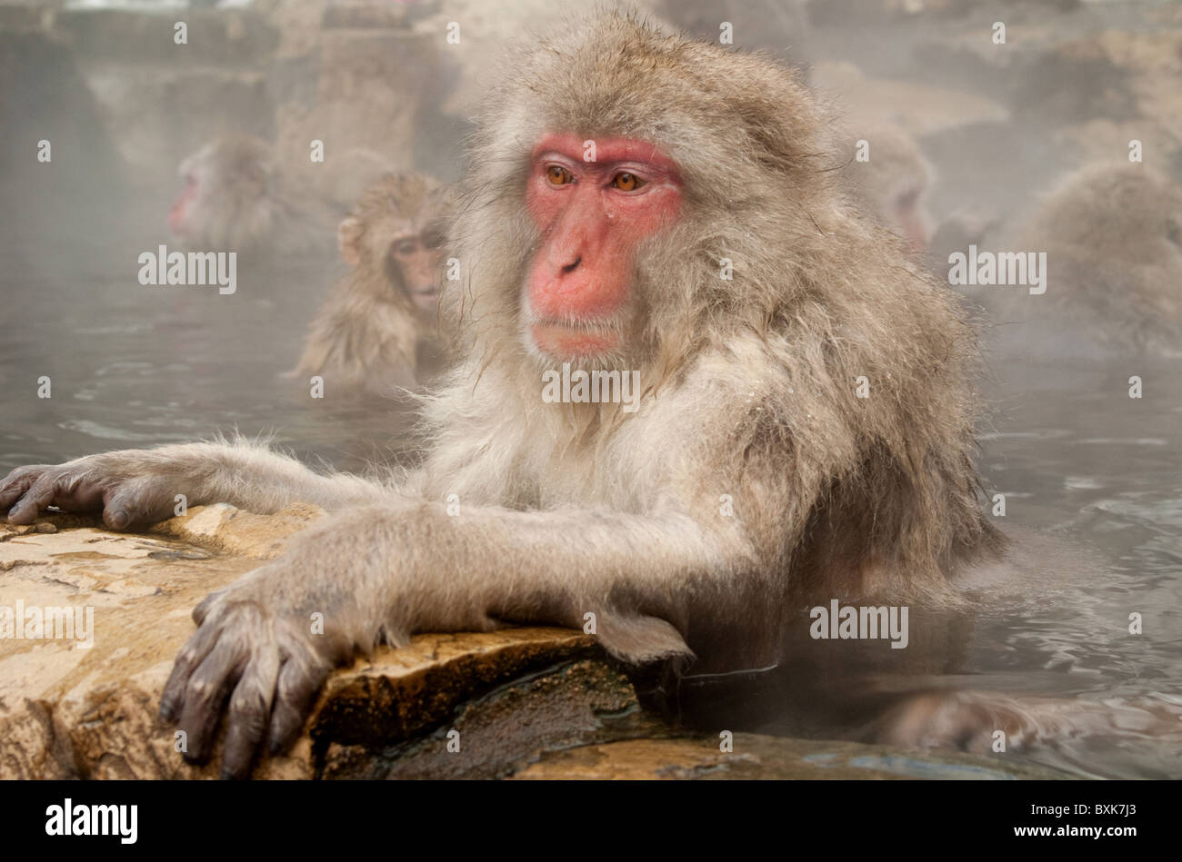 Snow monkey, Jigokudani park, Japan Stock Photo - Alamy