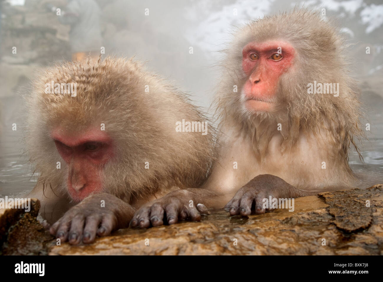 Snow monkey, Jigokudani park, Japan Stock Photo - Alamy