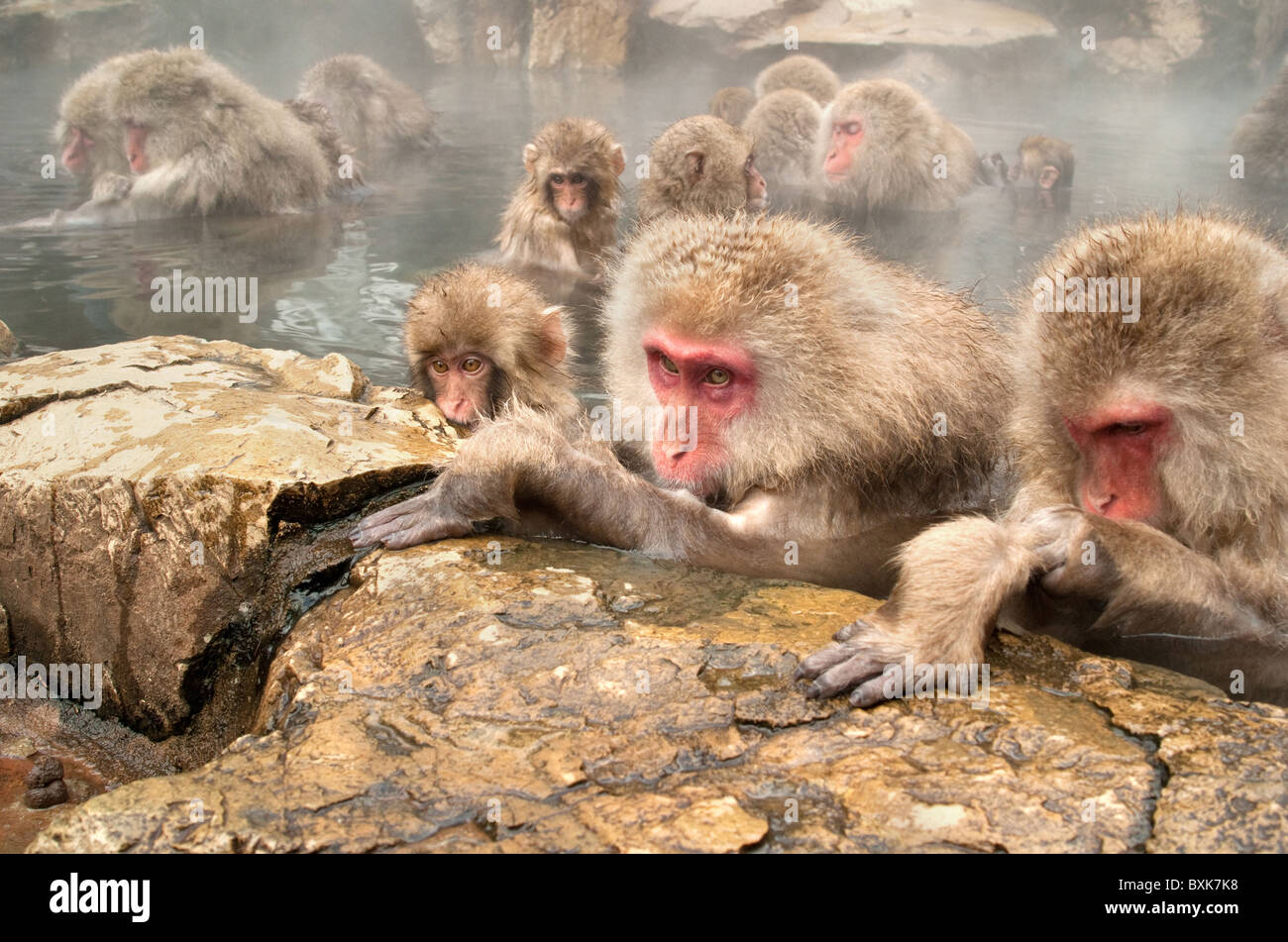 Snow monkey, Jigokudani park, Japan Stock Photo - Alamy
