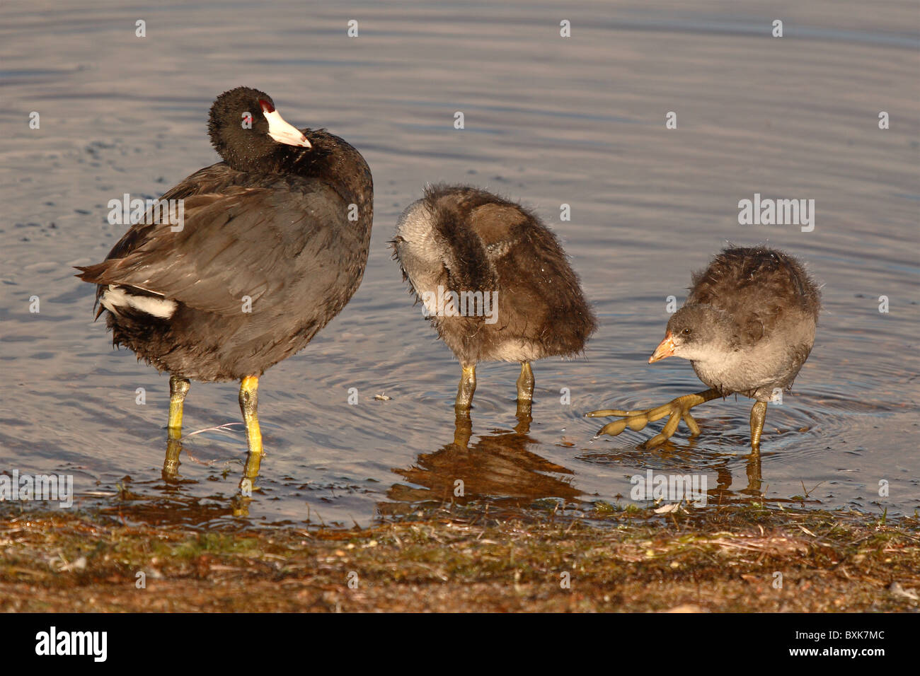 American coot family hi-res stock photography and images - Alamy