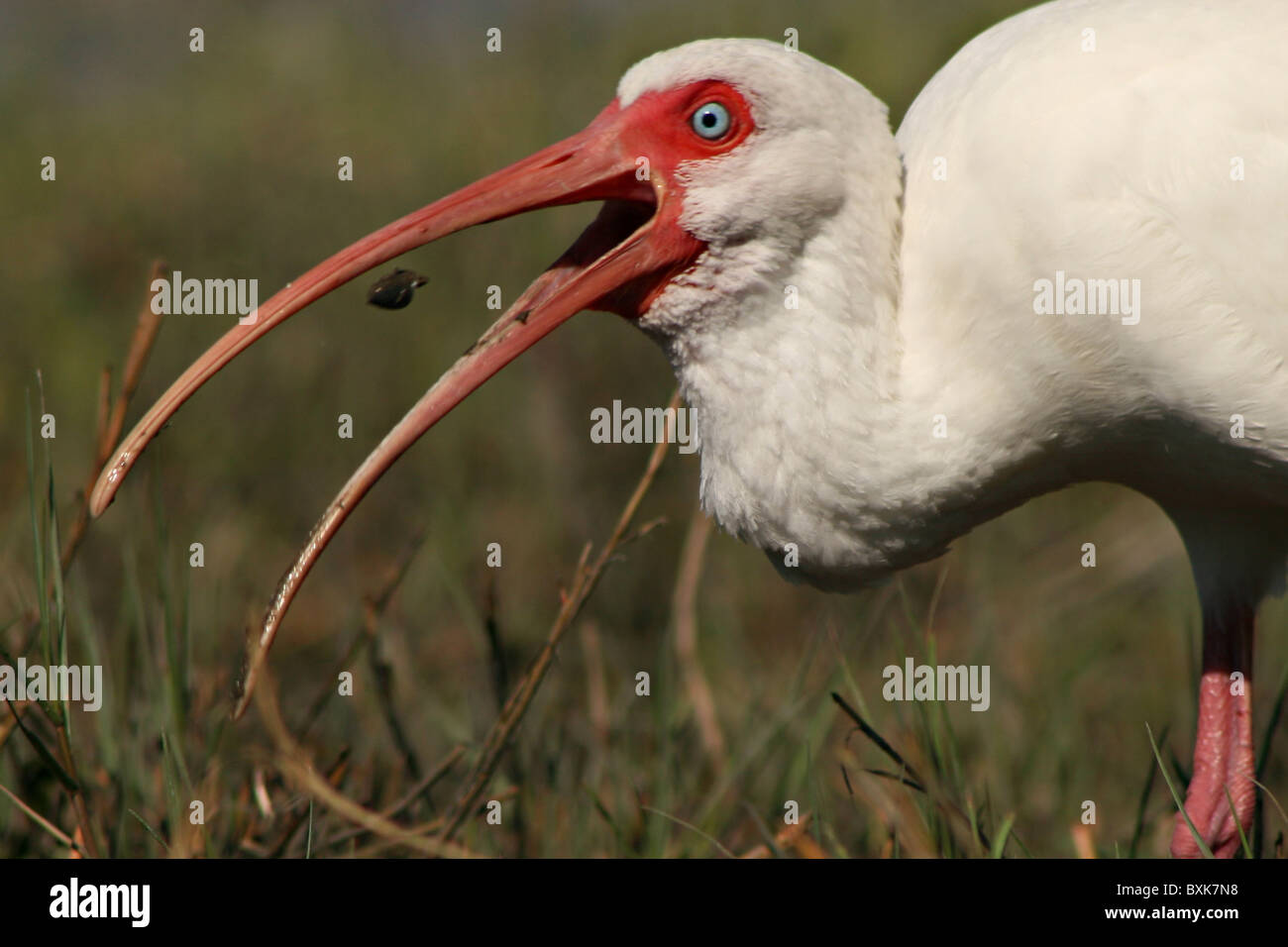 Ibis with insect hi-res stock photography and images - Alamy