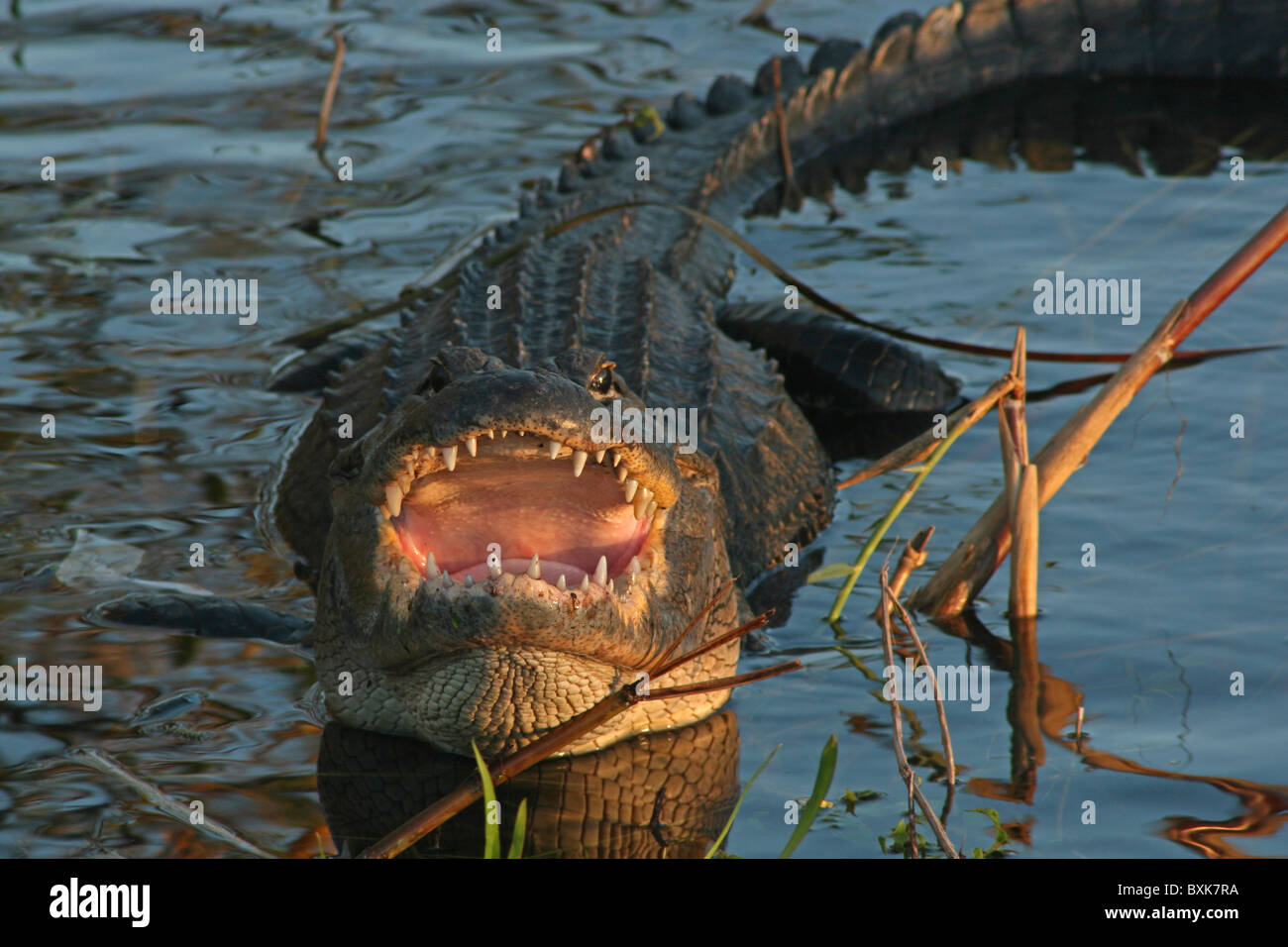 An American Alligator getting aggressive Stock Photo - Alamy