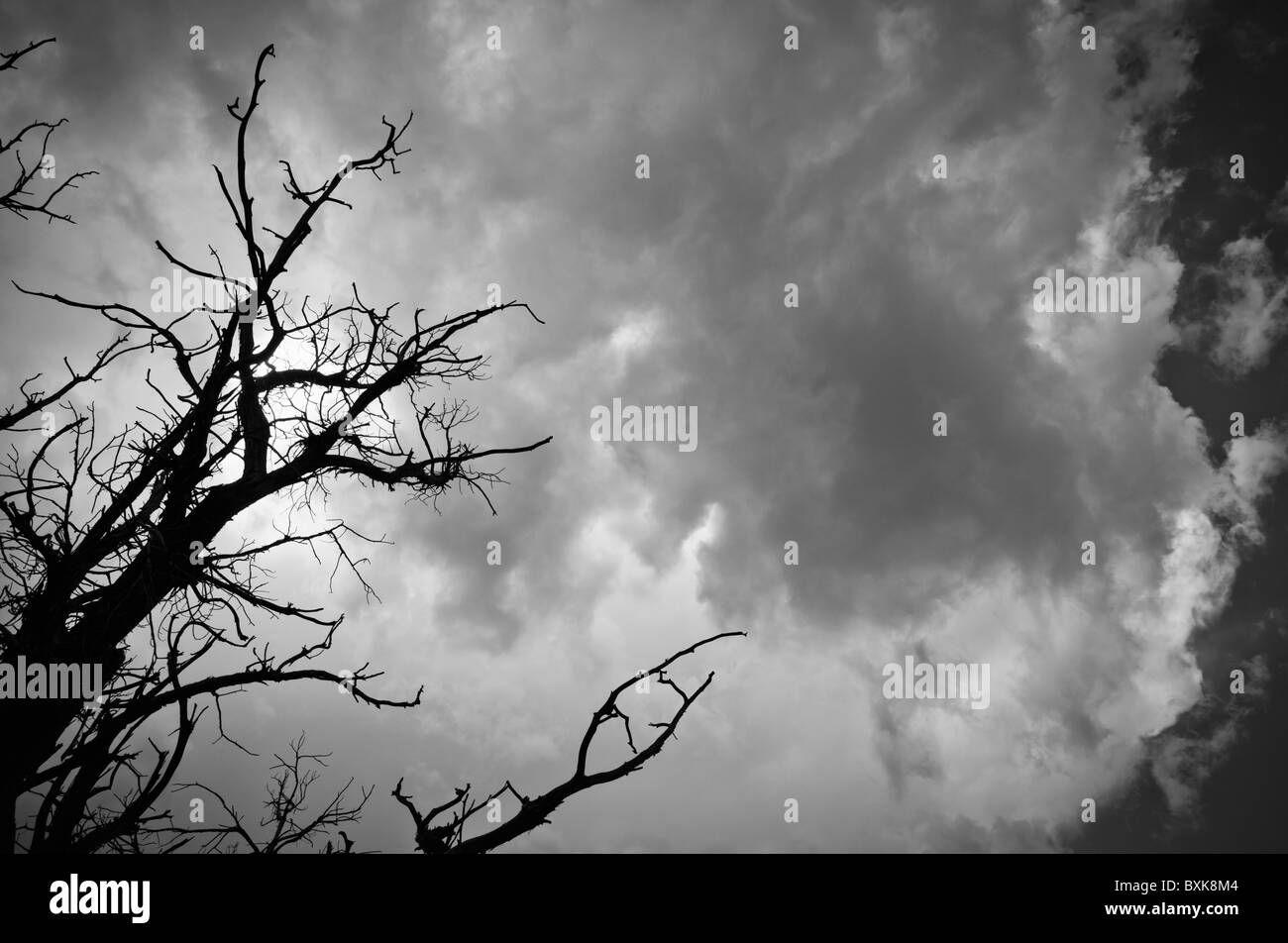 Limbs of a dead tree silhouetted below a large thunderhead storm cloud ...