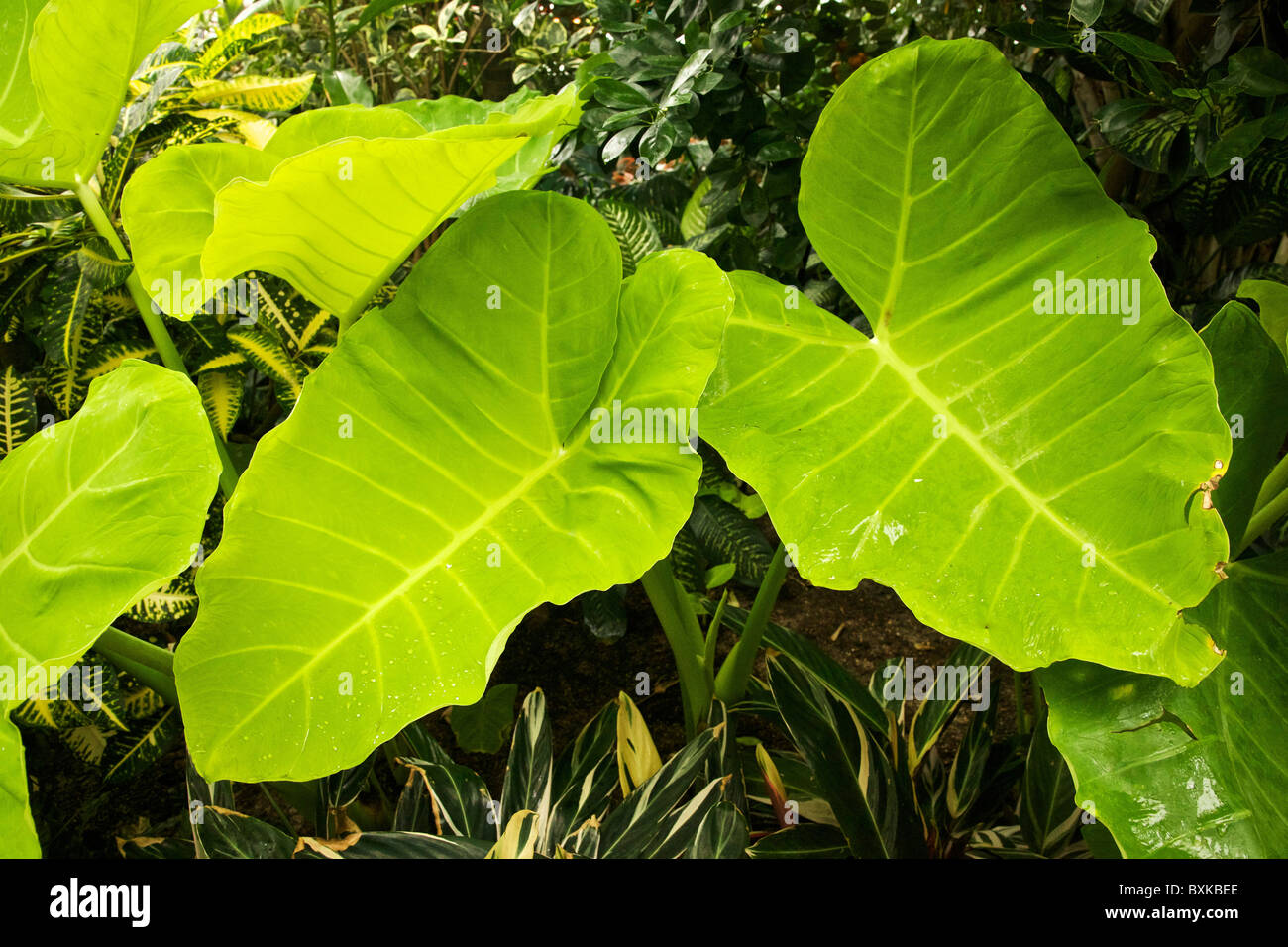 Giant taro hi-res stock photography and images - Alamy
