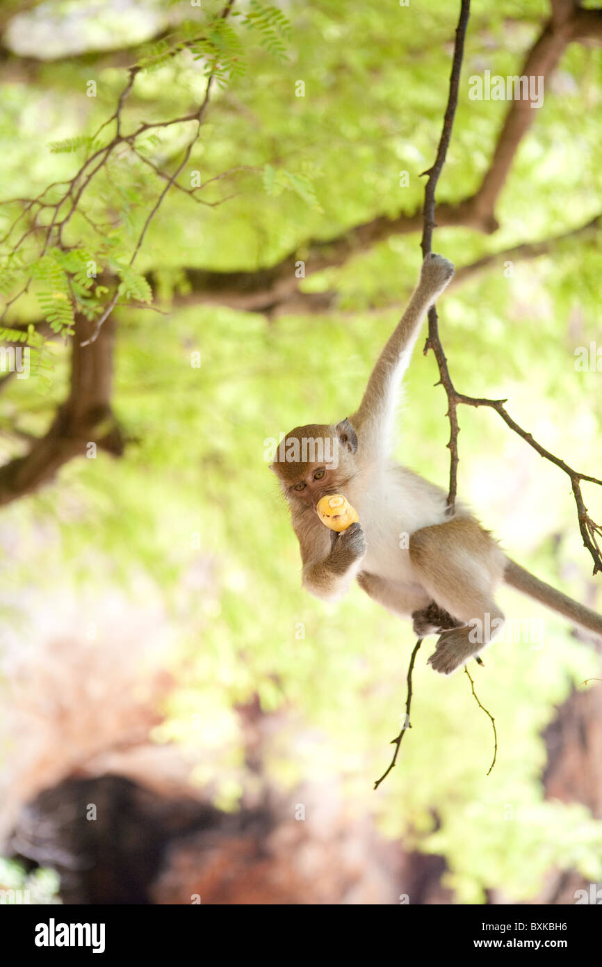 Monkeys in the trees on Phra Nang Beach Stock Photo - Alamy