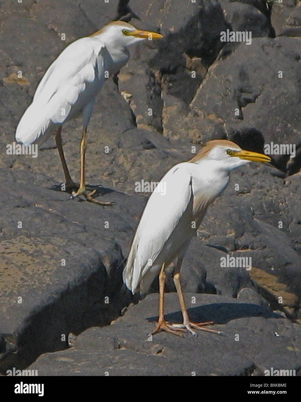 Roc bird hi-res stock photography and images - Alamy