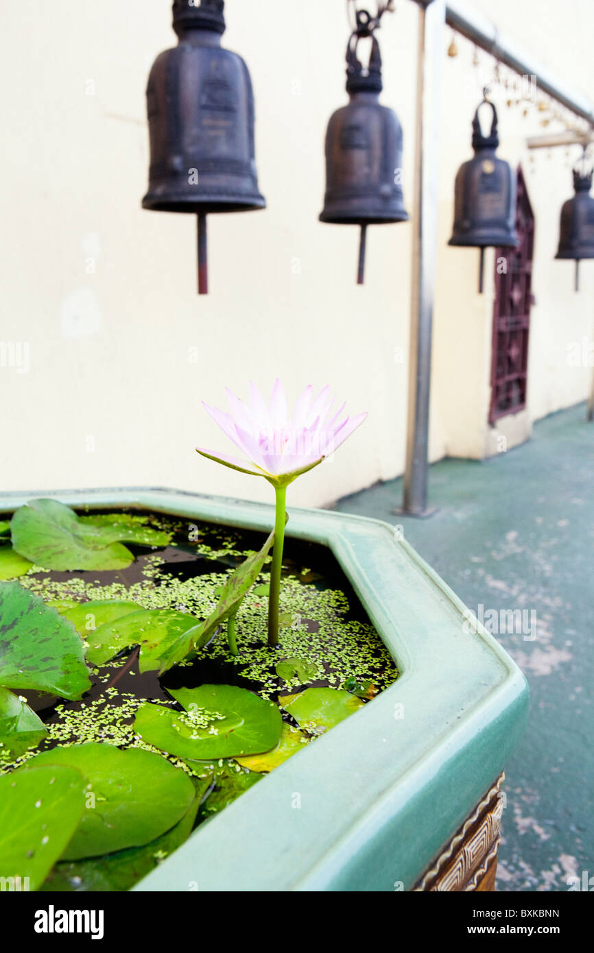 Lotus flower at the base of Wat Saket (The Golden Mount Stock Photo - Alamy
