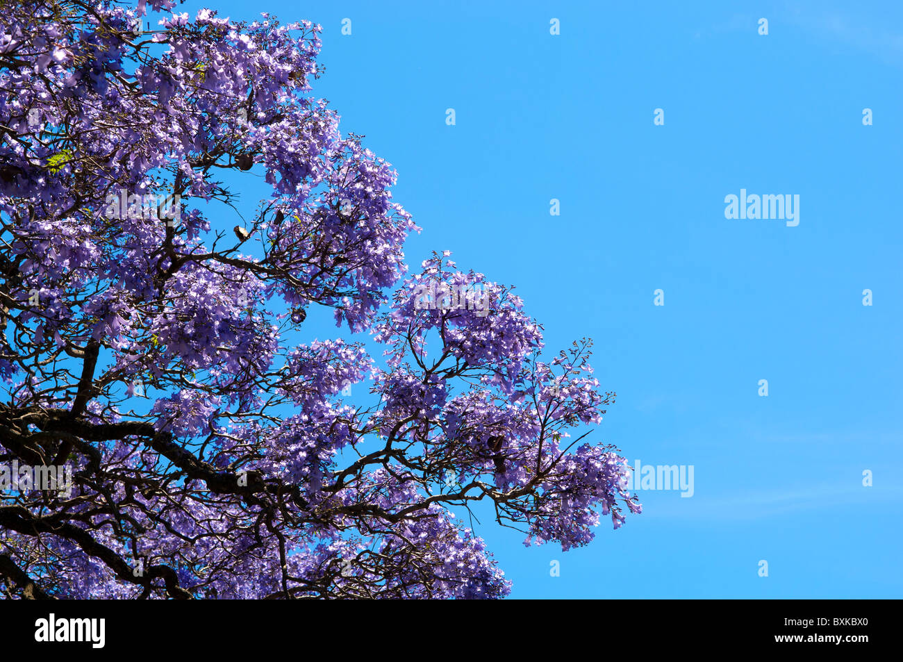 Jacaranda tree in bloom hi-res stock photography and images - Alamy