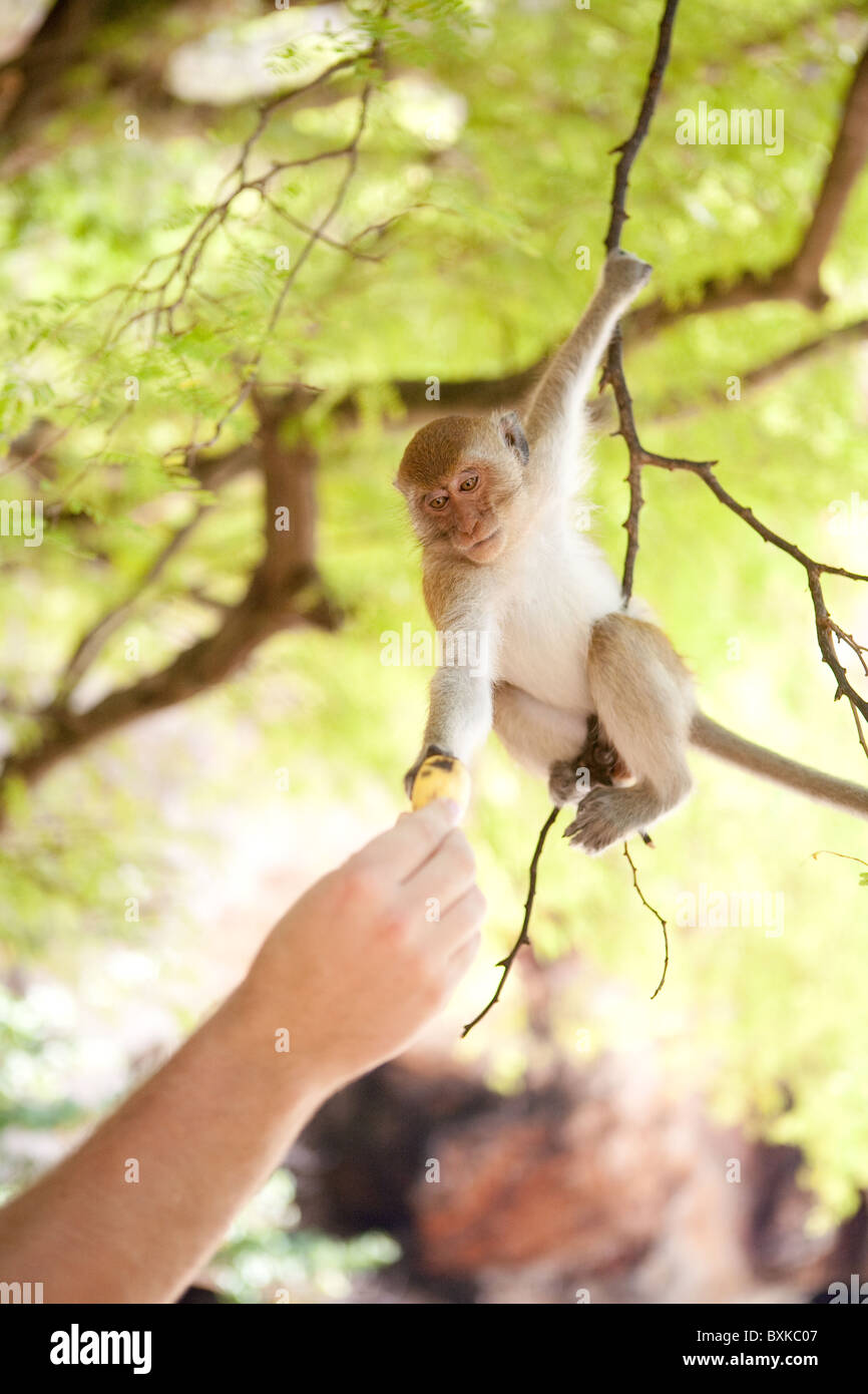 Monkeys in the trees on Phra Nang Beach. They are fed by visitors Stock ...