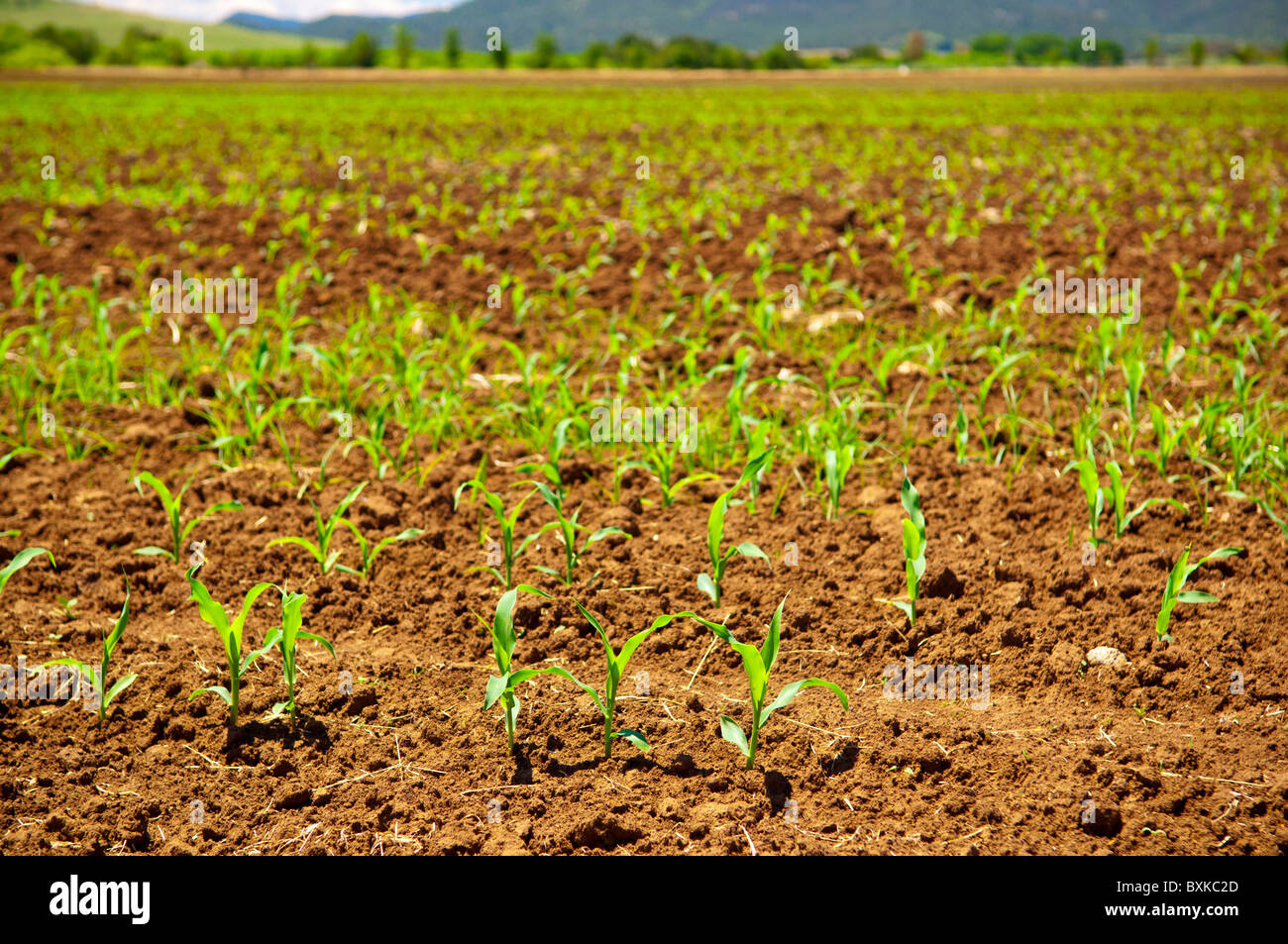 Corn Sprout Stock Photos & Corn Sprout Stock Images - Alamy