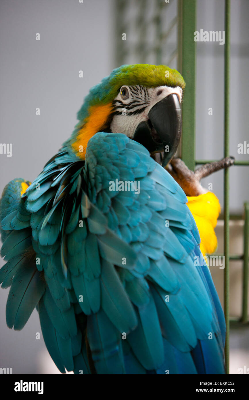 Macaw colours hi-res stock photography and images - Alamy