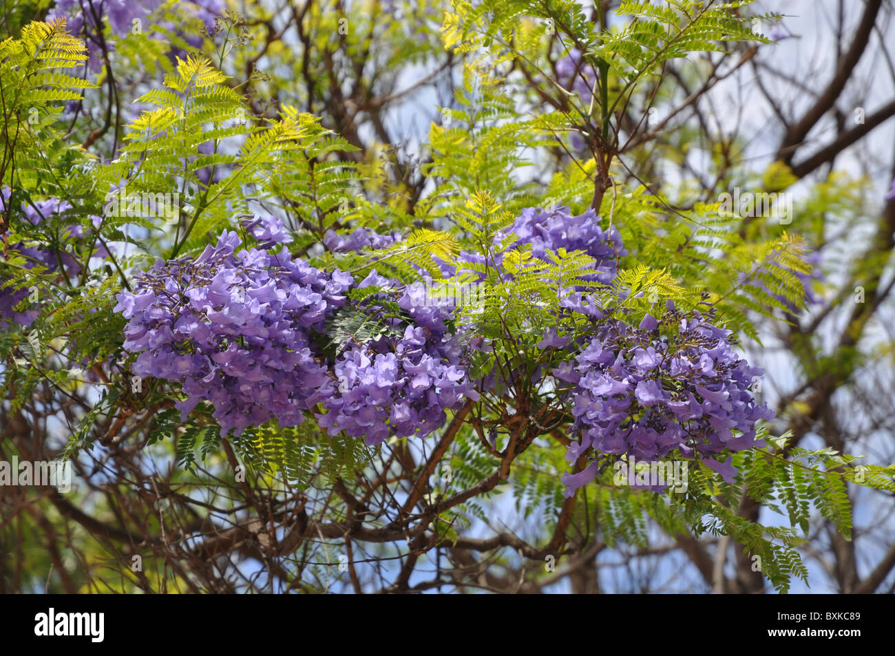 Jacaranda mimosifolia branches tree hi-res stock photography and images ...
