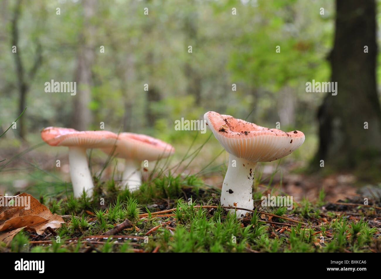 Soil fungus hi-res stock photography and images - Alamy