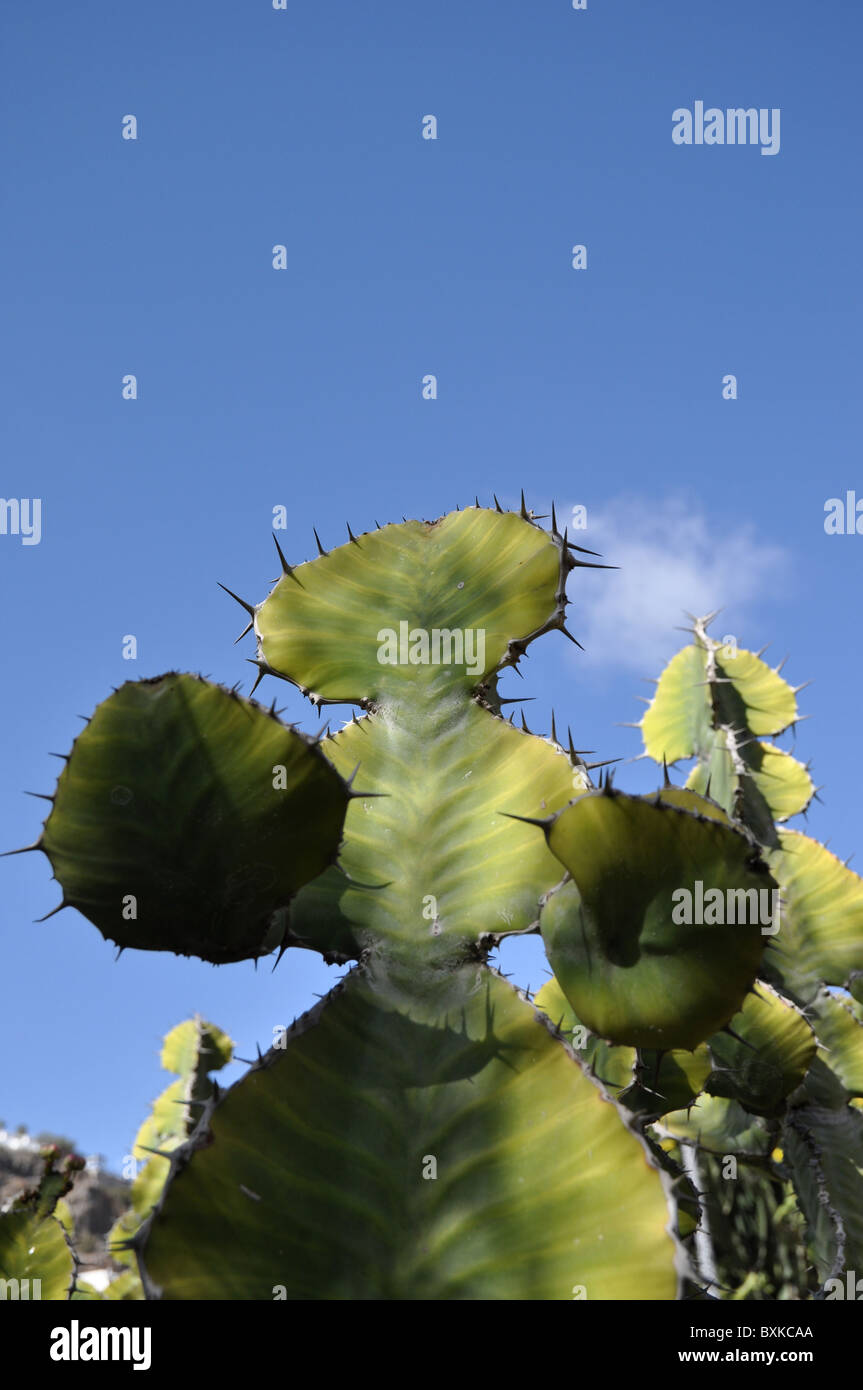 Sticks fight hi-res stock photography and images - Alamy