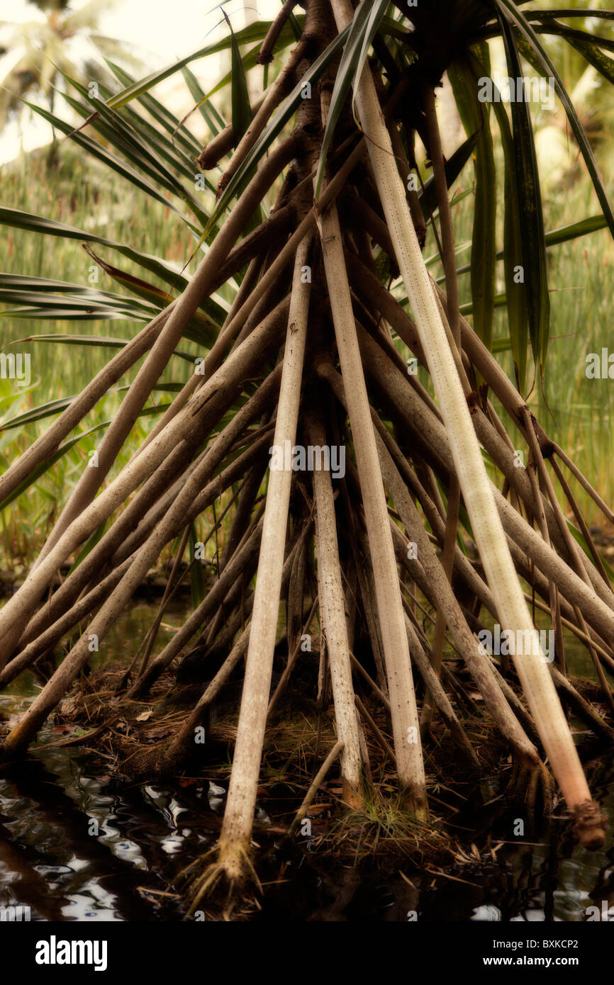 Swamp roots hi-res stock photography and images - Alamy