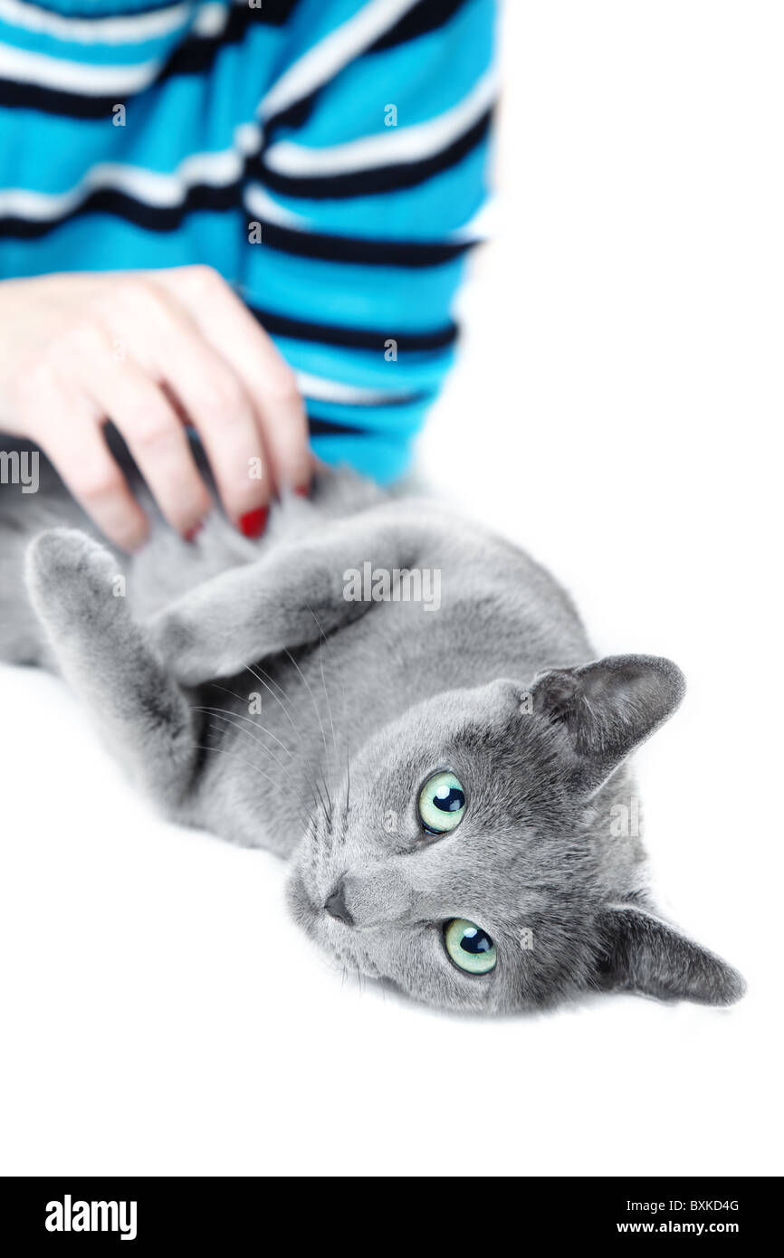 Human hand pampering cat laying on a white background Stock Photo - Alamy