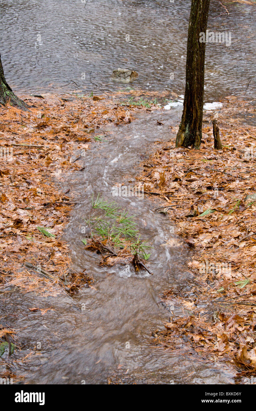 A temporary stream runs across leaf litter in a wood during a rain ...
