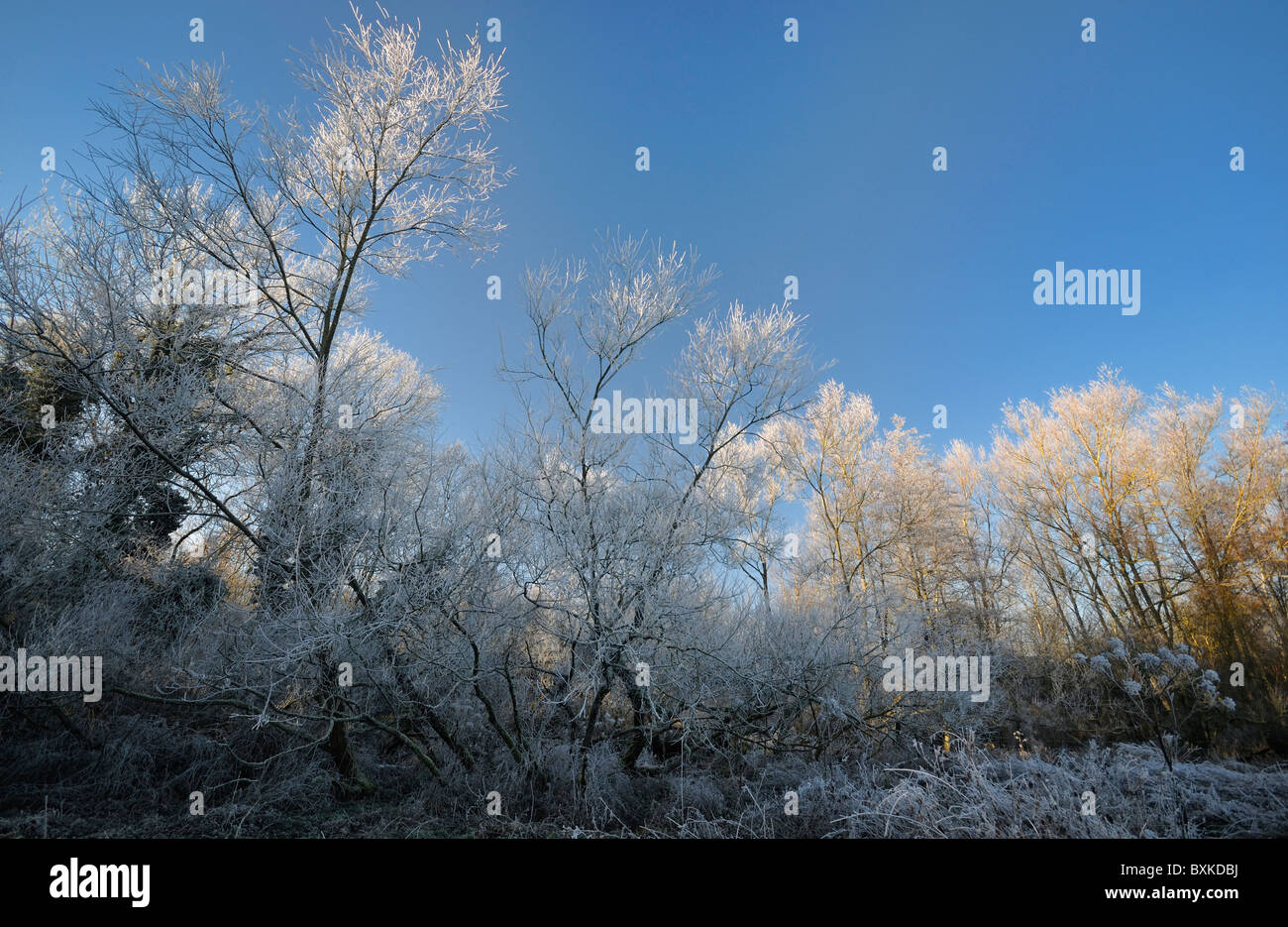 Haw frost uk hi-res stock photography and images - Alamy
