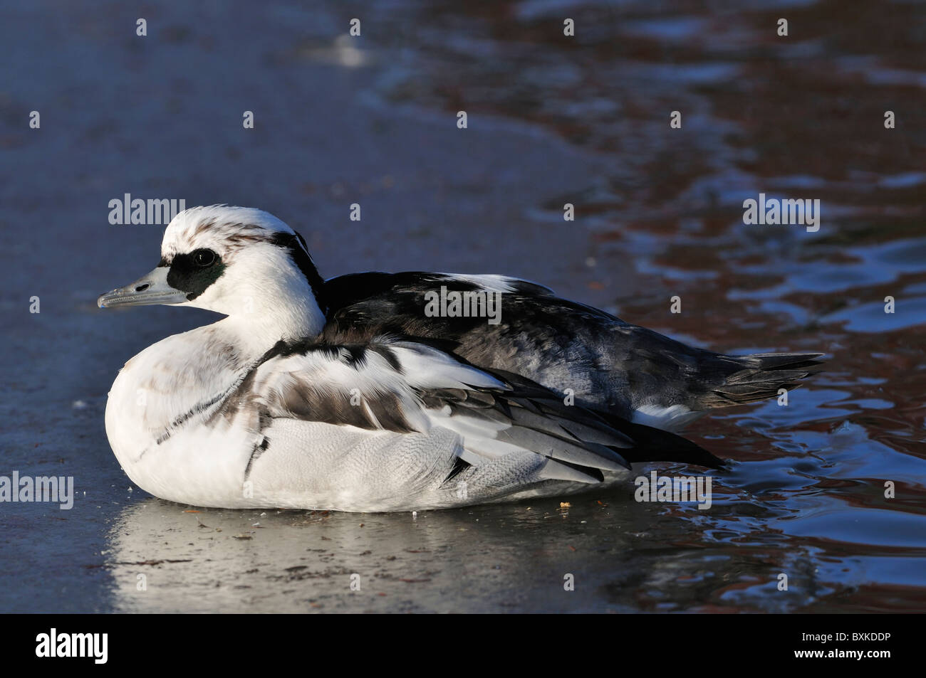 Smew - Mergus albellus, male sitting on ice Stock Photo - Alamy