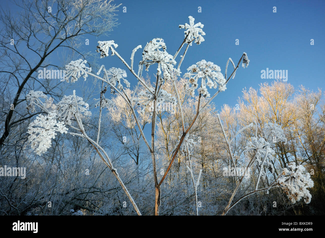 Haw Frost on Umbellier Seeds and Trees Stock Photo - Alamy