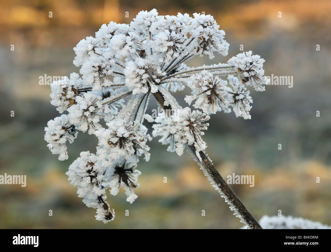 Haw Frost on Umbellier Seeds Stock Photo - Alamy