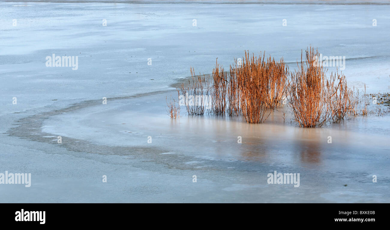 Frozen wetland pool in winter hi-res stock photography and images - Alamy