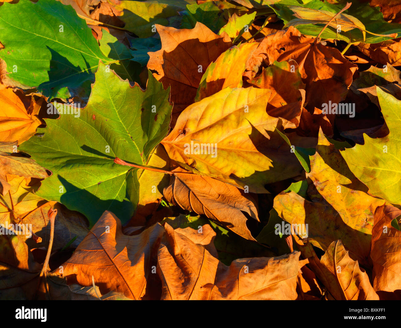 Seasons autumn leaves hi-res stock photography and images - Alamy