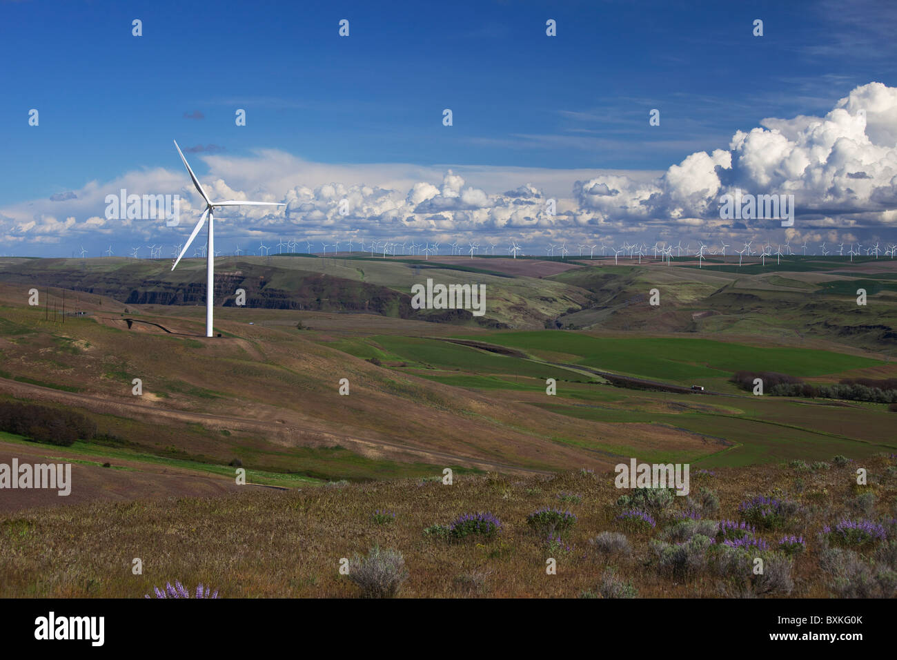 Washington state usa climate change hi-res stock photography and images ...